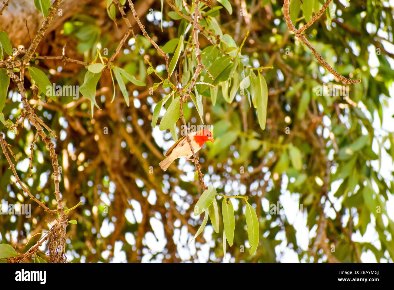 Red headed weaver bird hi-res stock photography and images - Alamy