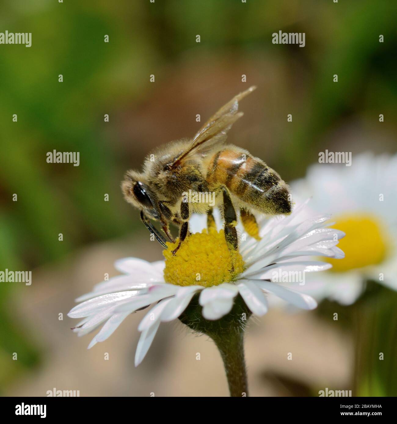 Female honey bee hi-res stock photography and images - Alamy