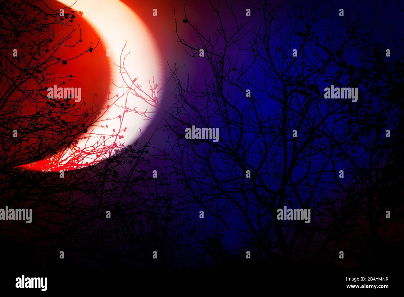 Occulture landscape silhouettes. Tree branches on deep red and blue sky ...