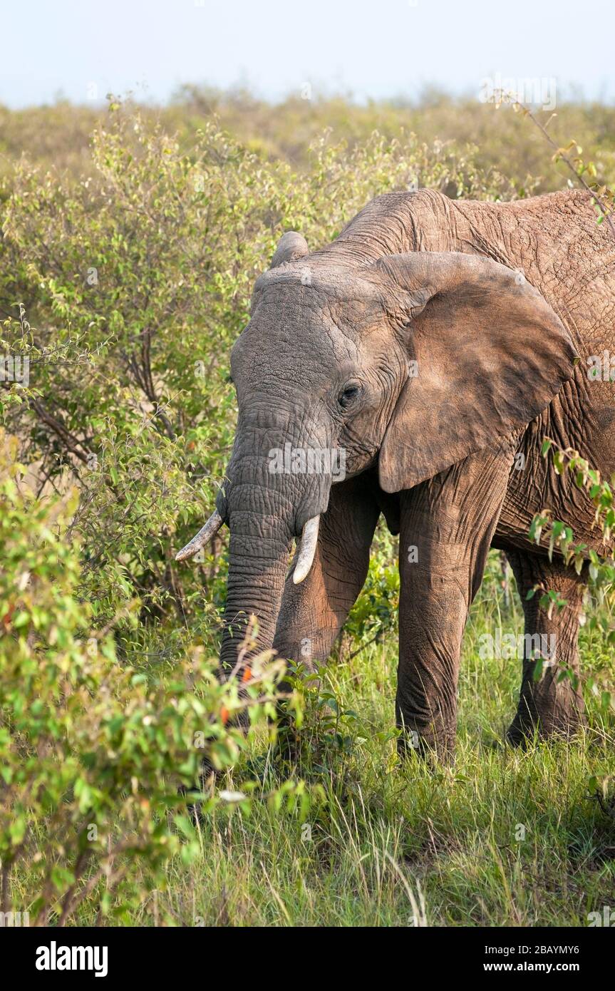 Masai mara elefante hi-res stock photography and images - Alamy
