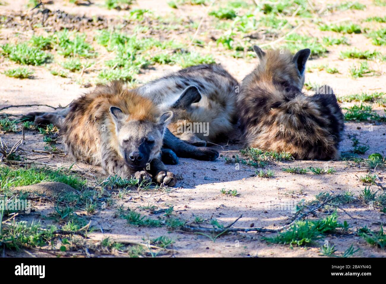 Sleepy hyena hi-res stock photography and images - Alamy