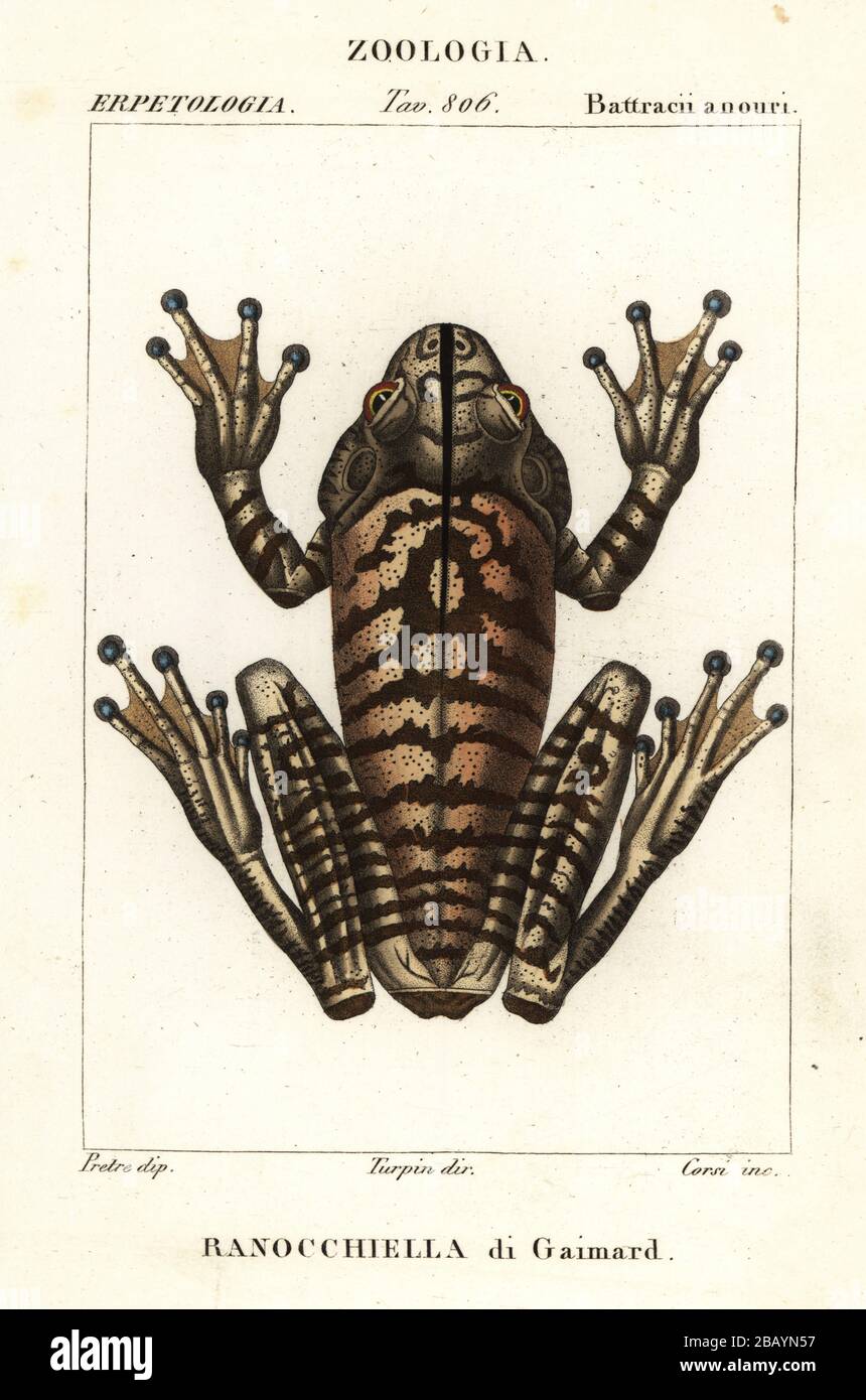 Rana gaimardii hi-res stock photography and images - Alamy