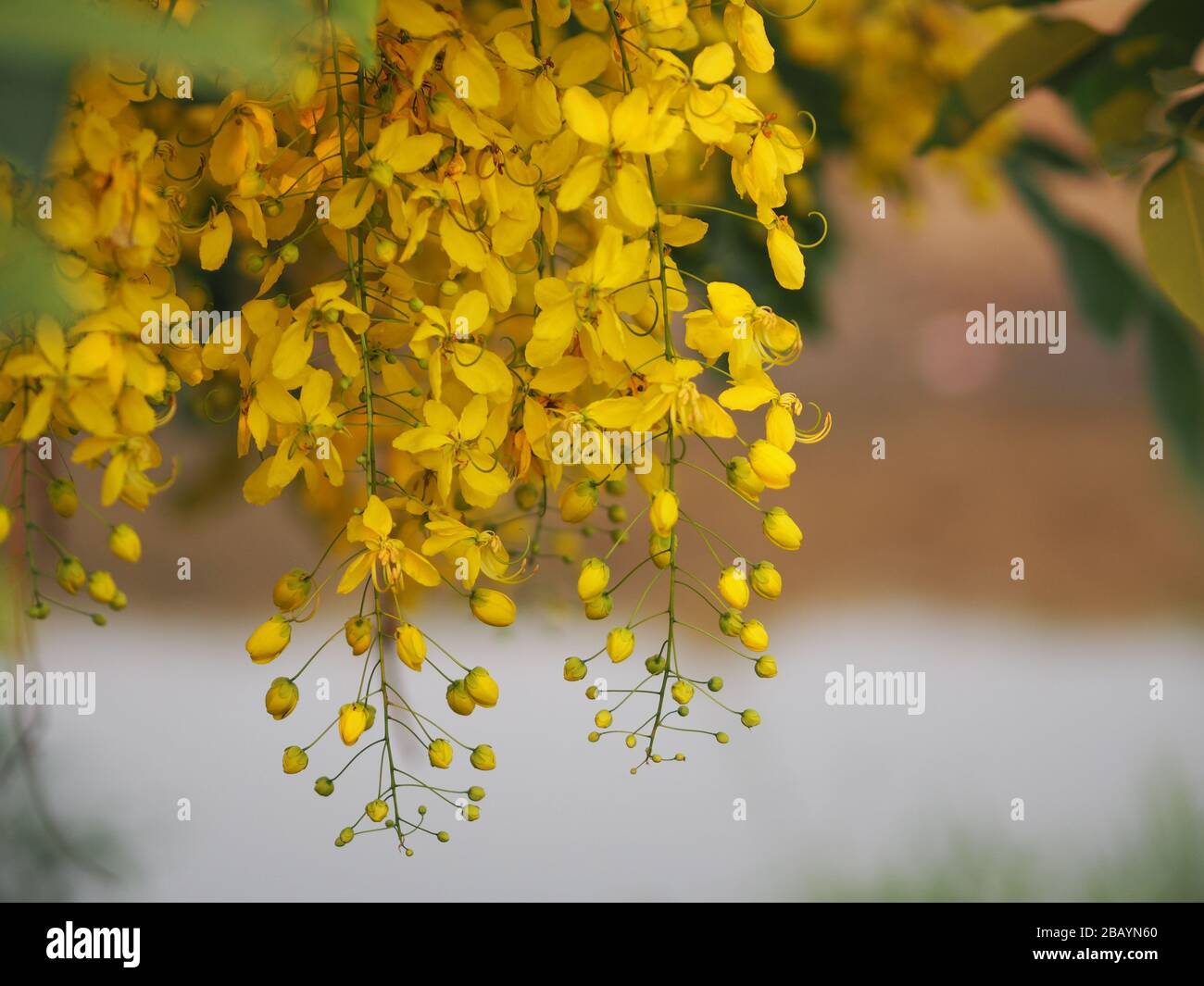 Cassia fistula, Golden Shower Tree, Ratchaphruek yellow color flowers in full bloom with rain ...