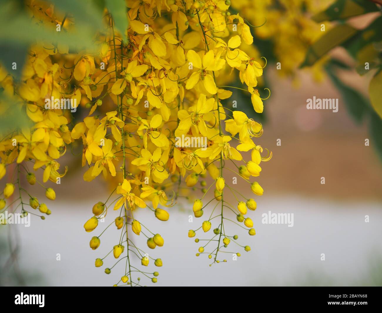 Cassia fistula, Golden Shower Tree, Ratchaphruek yellow color flowers in full bloom with rain ...
