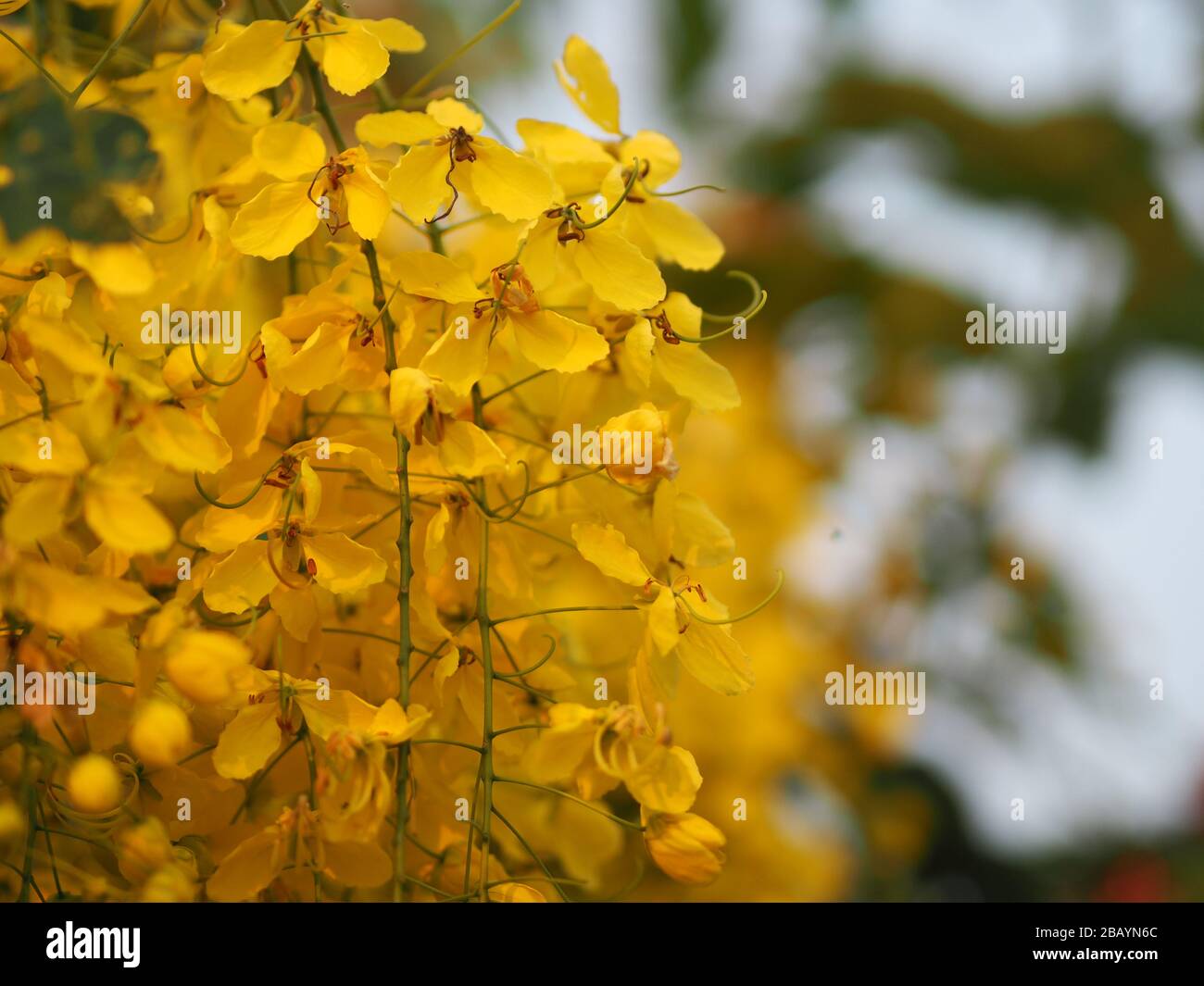 Cassia Fistula Golden Shower Tree Ratchaphruek Yellow Color Flowers
