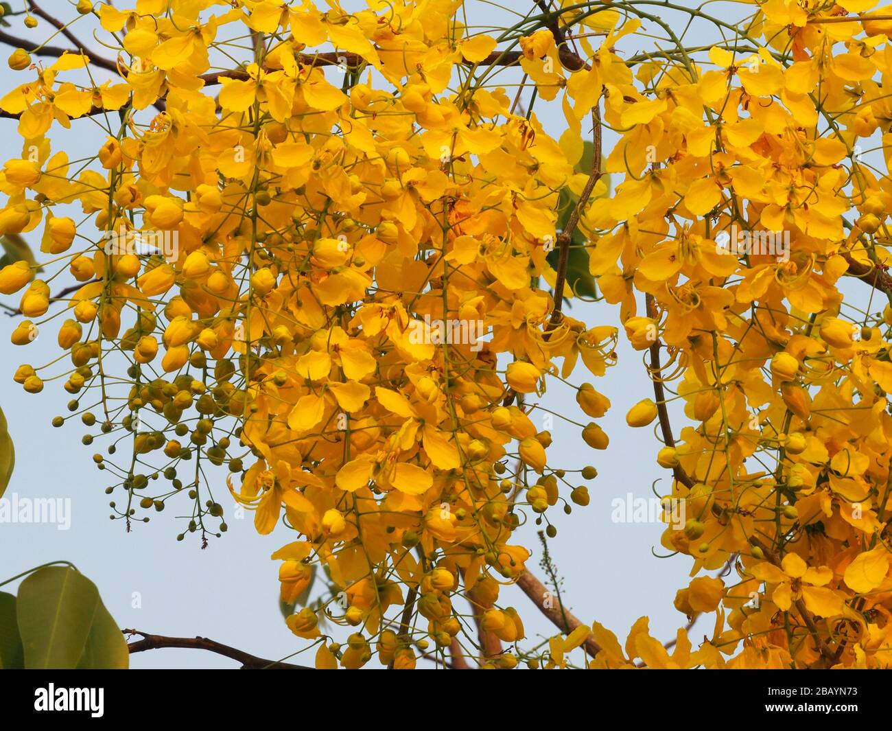 Cassia fistula, Golden Shower Tree, Ratchaphruek yellow color flowers in full bloom with rain ...