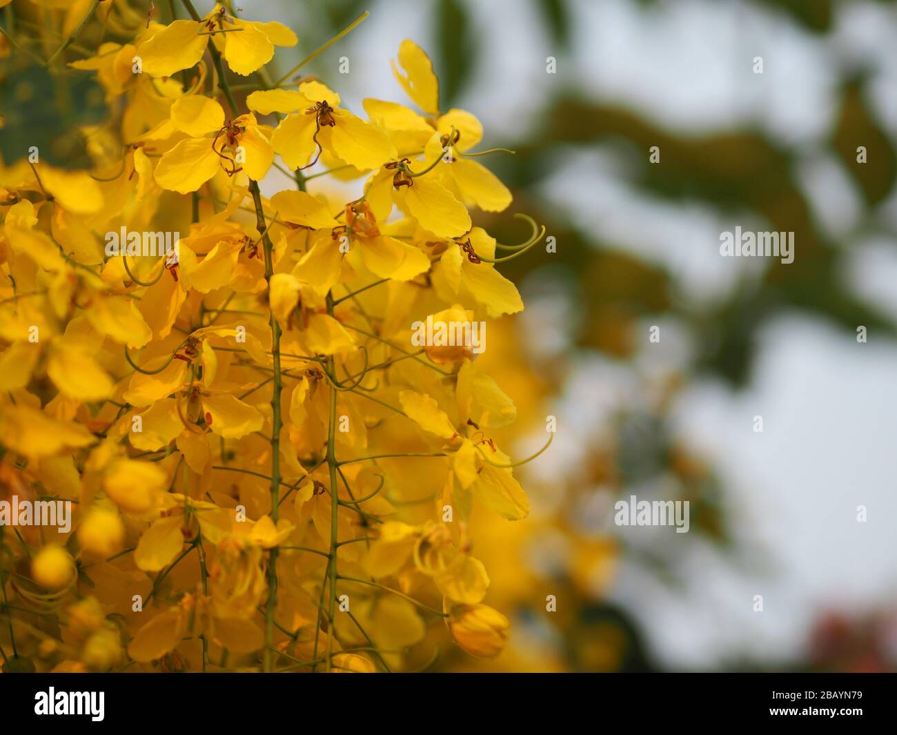 Cassia fistula, Golden Shower Tree, Ratchaphruek yellow color flowers in full bloom with rain ...