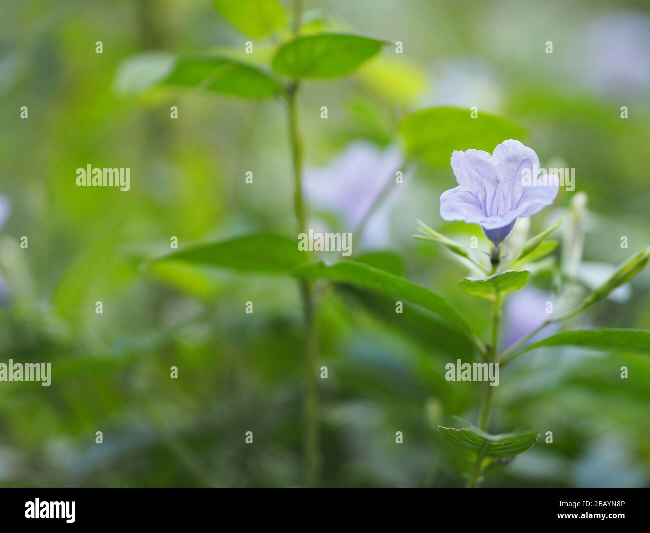Purple flower blooming in garden on blurred of nature background, name ...