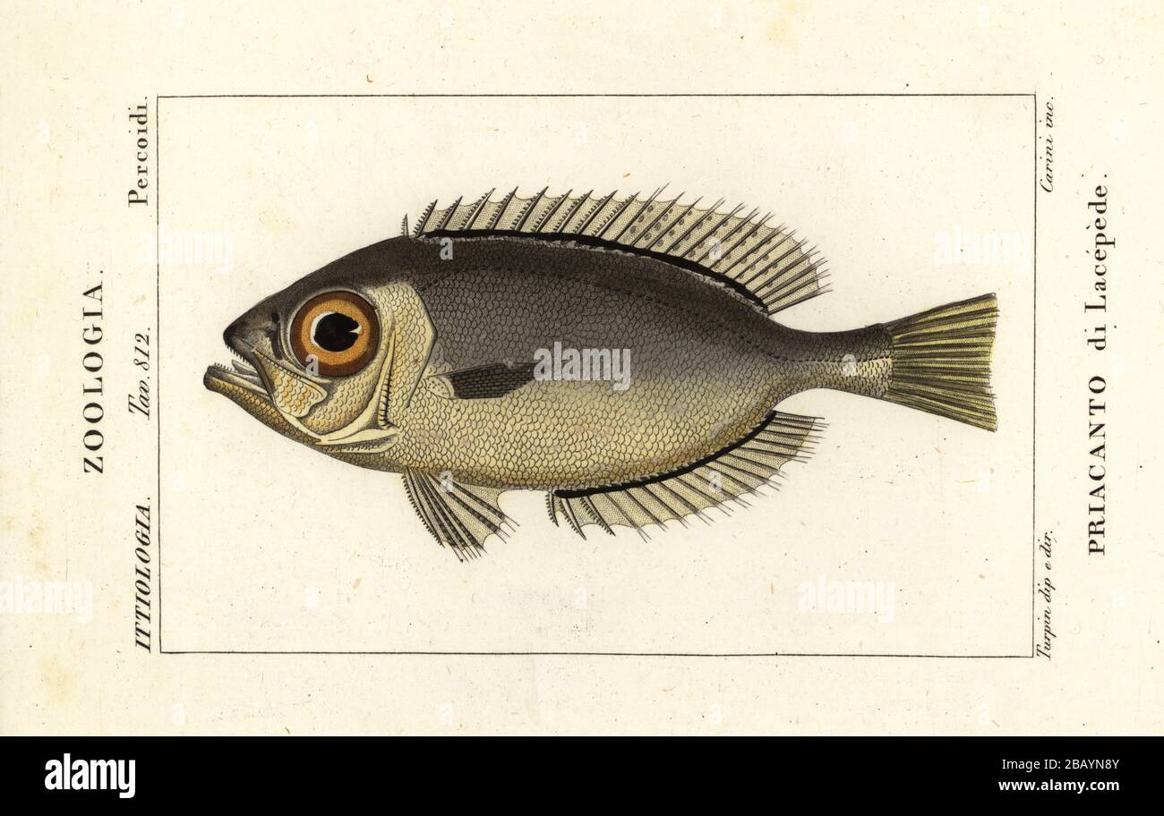 Glasseye bigeyes, Heteropriacanthus cruentatus (Priacanthus cruentatus ...