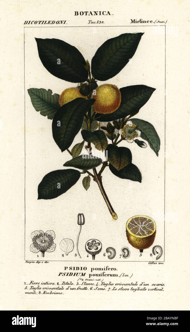 Common guava, yellow guava or lemon guava, Psidium guajava (Psidium ...