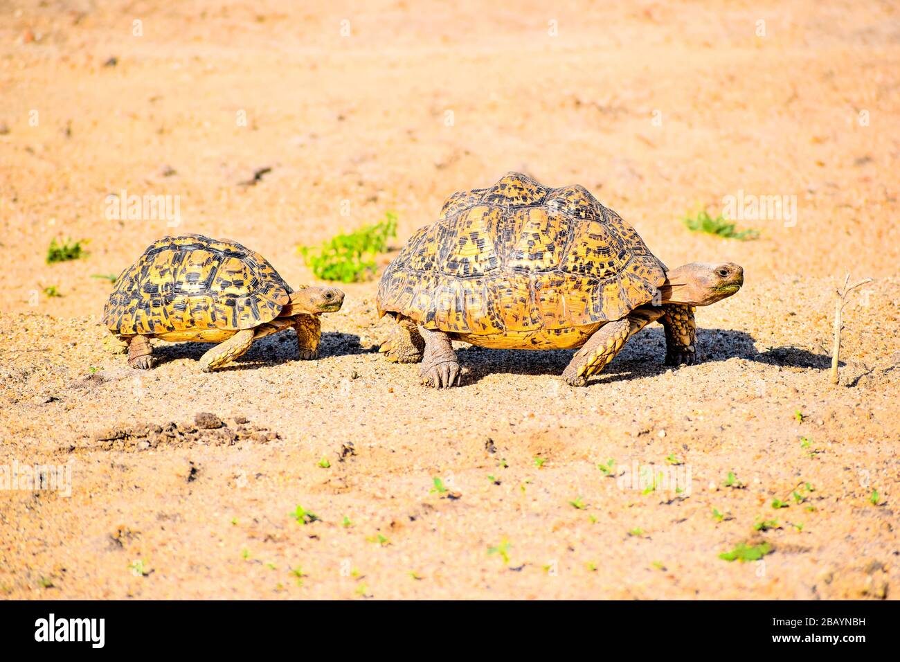 Leopard turtle hi-res stock photography and images - Alamy