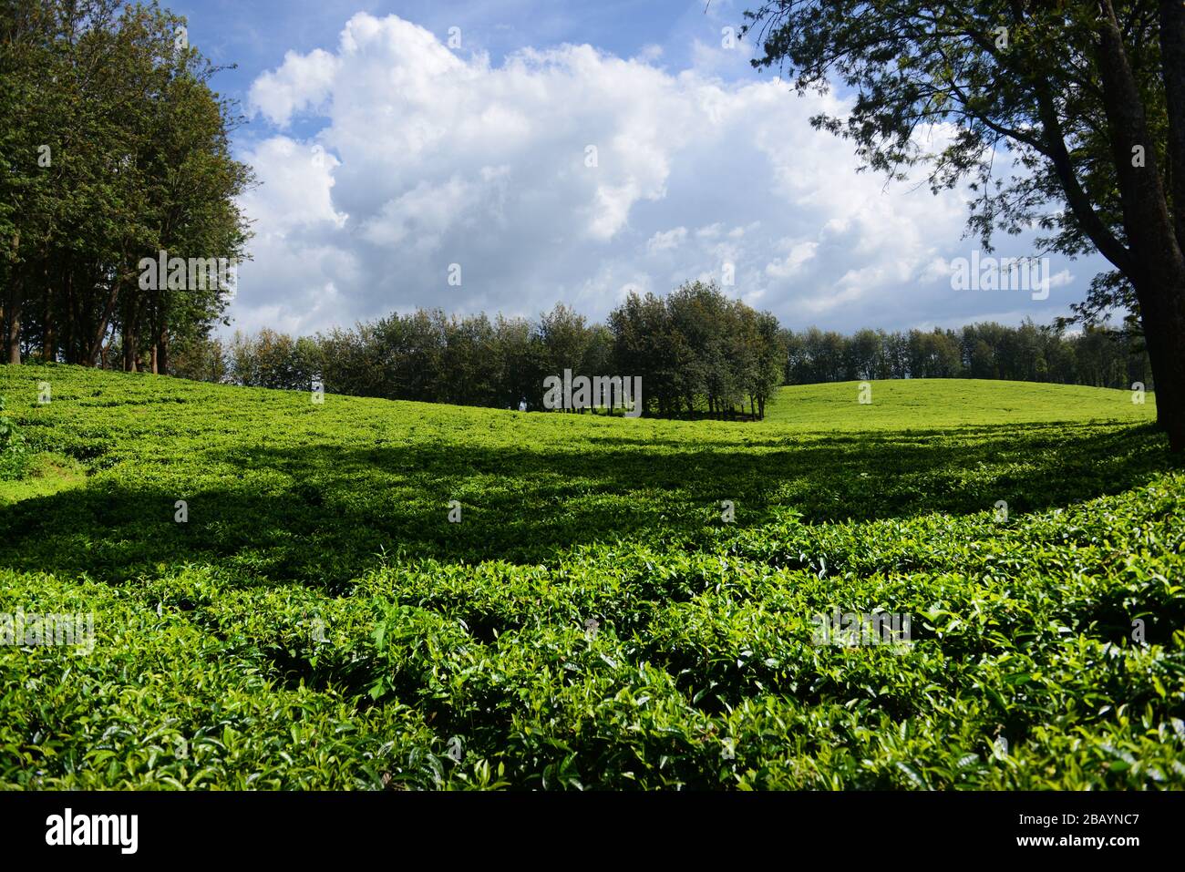 Tea plantations in the Kaffa region of Ethiopia Stock Photo - Alamy