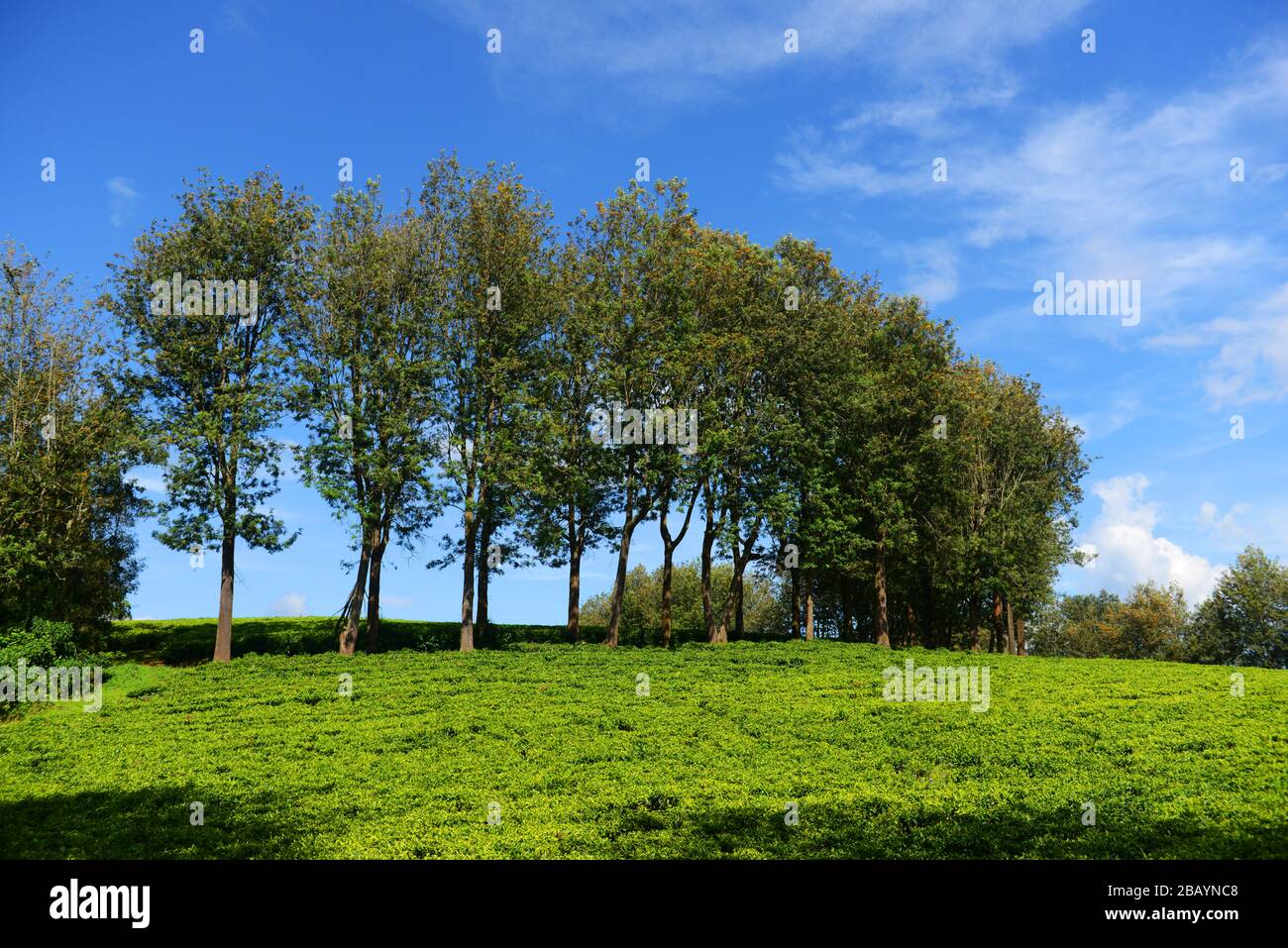 Kaffa biosphere hi-res stock photography and images - Alamy