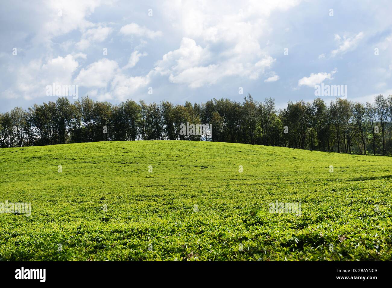 Tea plantations in the Kaffa region of Ethiopia Stock Photo - Alamy