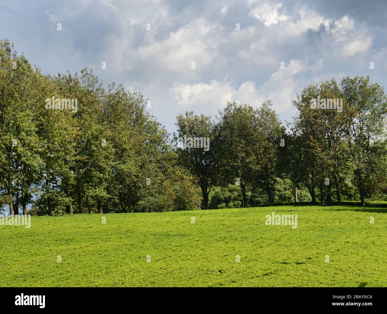 Kaffa biosphere hi-res stock photography and images - Alamy