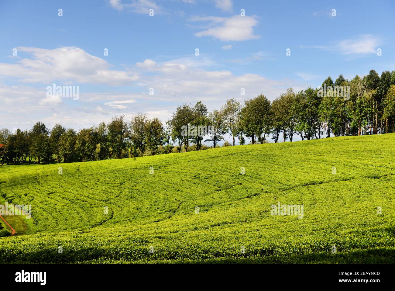 Tea plantations in the Kaffa region of Ethiopia Stock Photo - Alamy