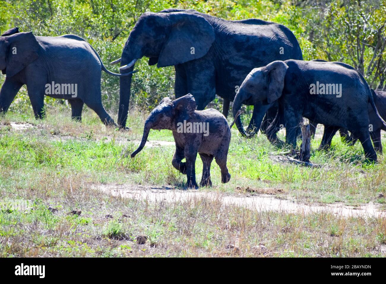 Giant elephants hi-res stock photography and images - Alamy