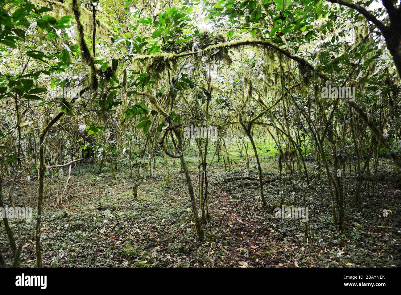 Wild Arabica coffee forest in Mankira, Kaffa region, Ethiopia Stock ...