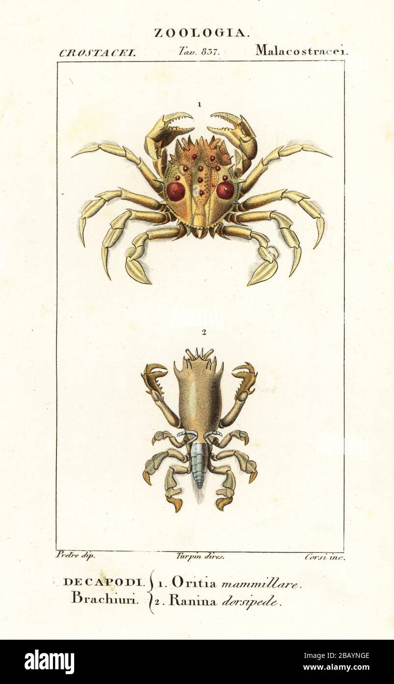 Tiger crab, Orithyia sinica 1, and frog crab, Notopus dorsipes 2 ...