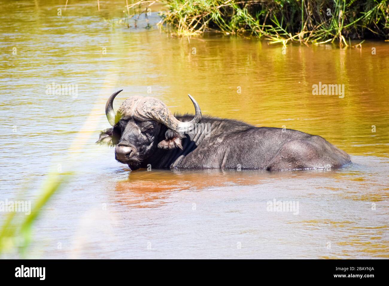 African water buffalo hi-res stock photography and images - Alamy