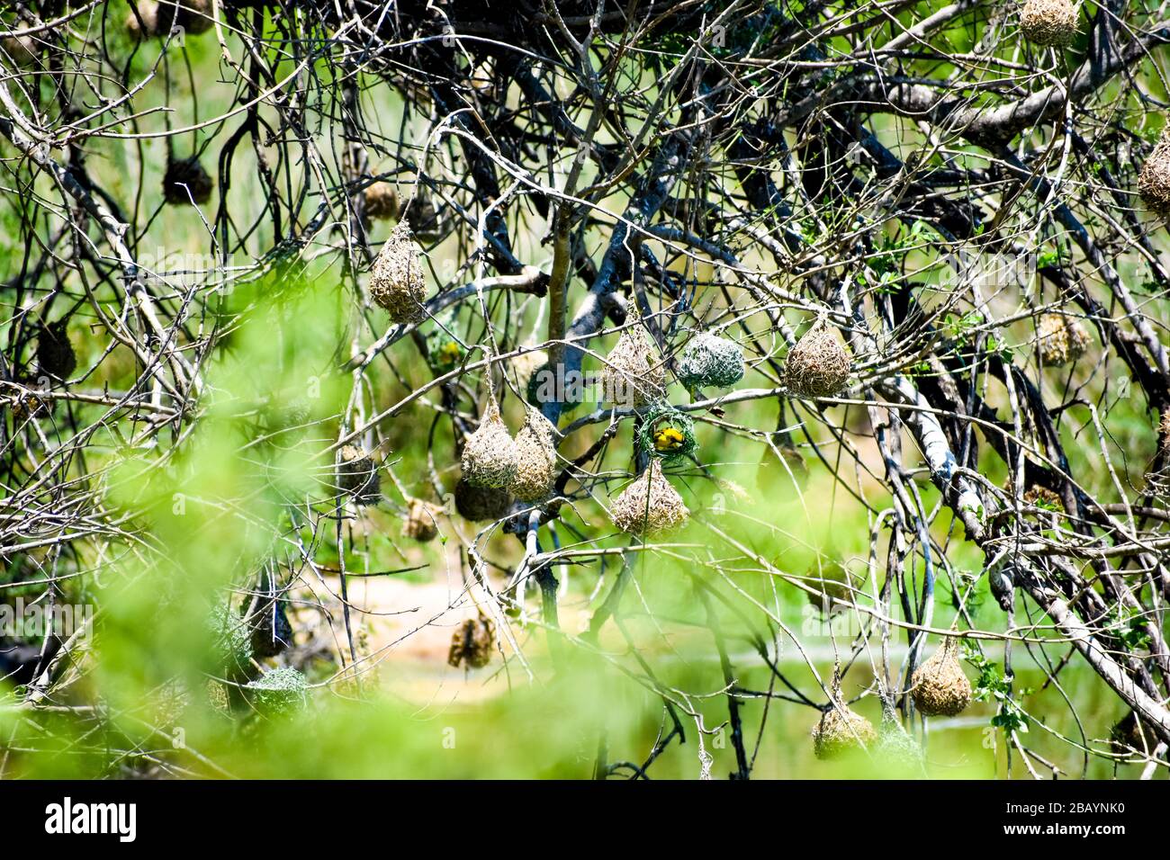 hanging bird nests Stock Photo - Alamy