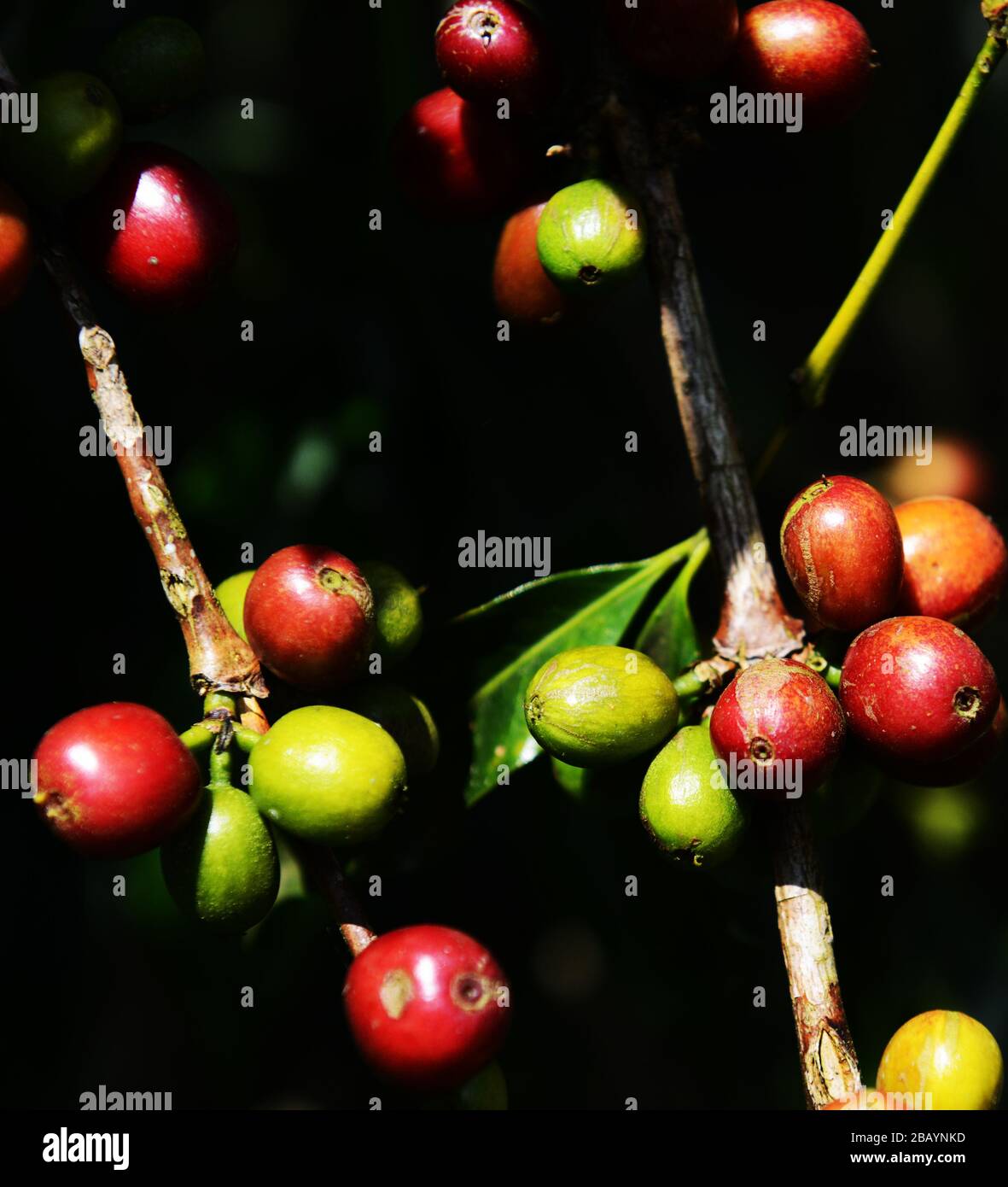 Ethiopian coffee tree hi-res stock photography and images - Alamy