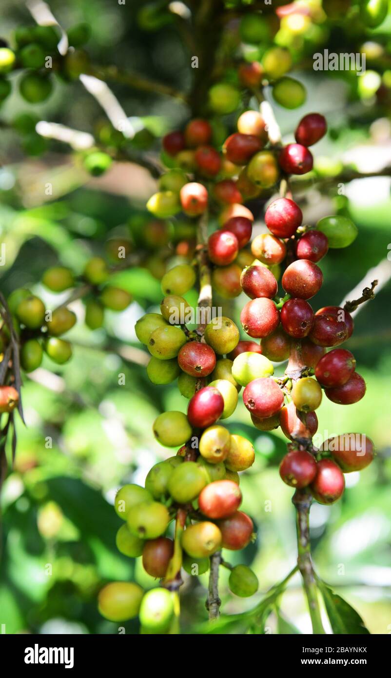 Ethiopian coffee tree hi-res stock photography and images - Alamy