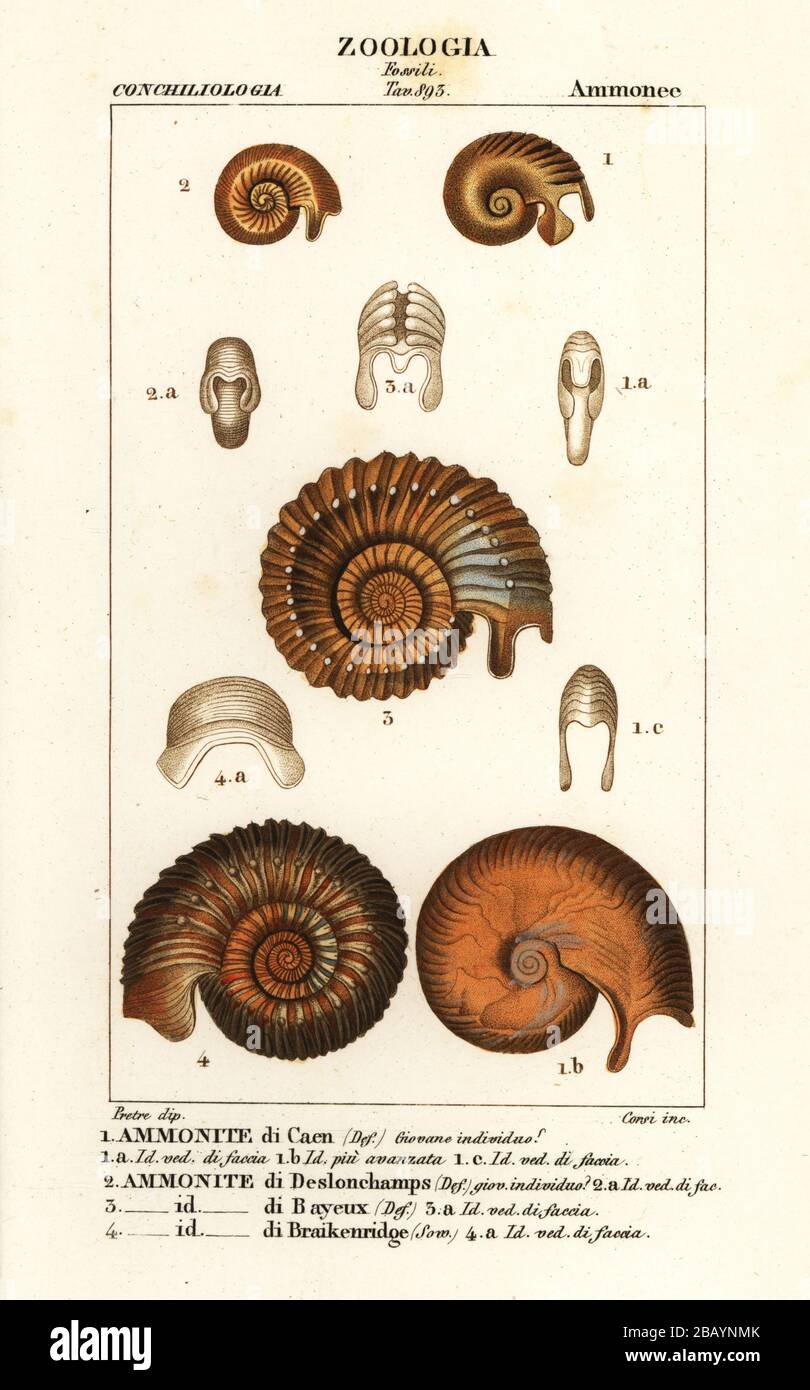 Fossils of extinct ammonite species. Ammonite di Caen, Ammonite di ...