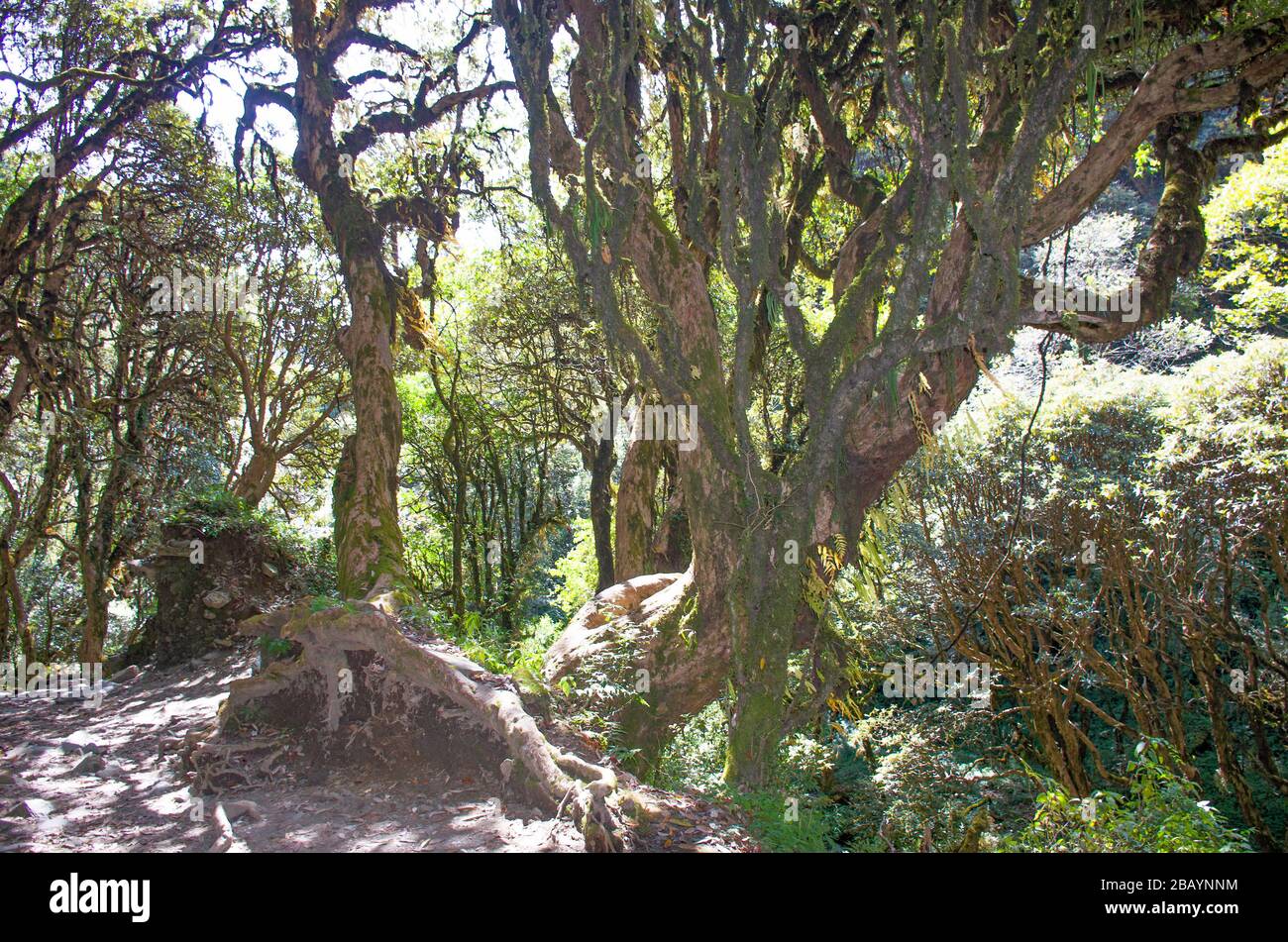 Nepal tree oak hi-res stock photography and images - Alamy