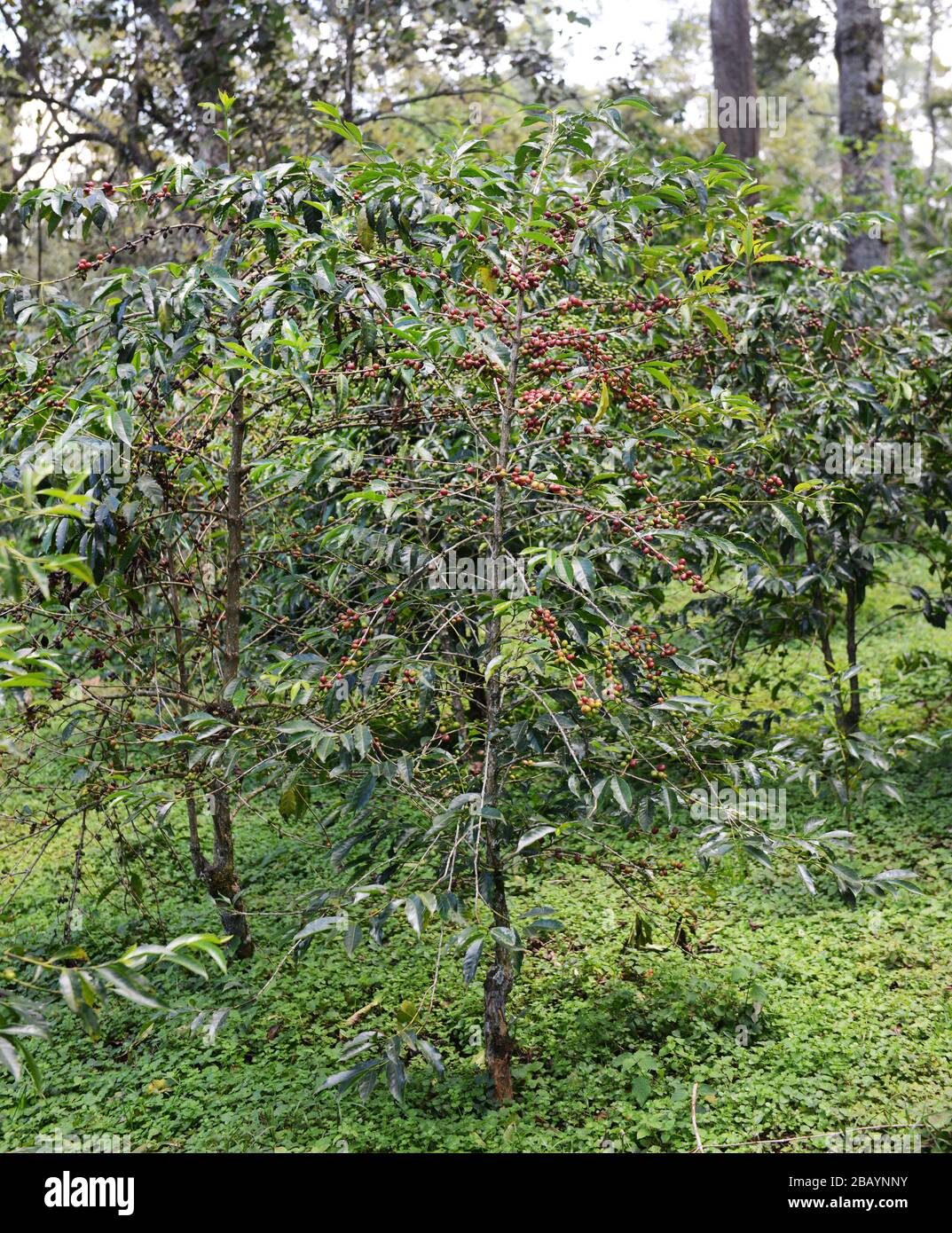 Teja & Tula coffee plantation in the Kaffa region of Ethiopia Stock ...