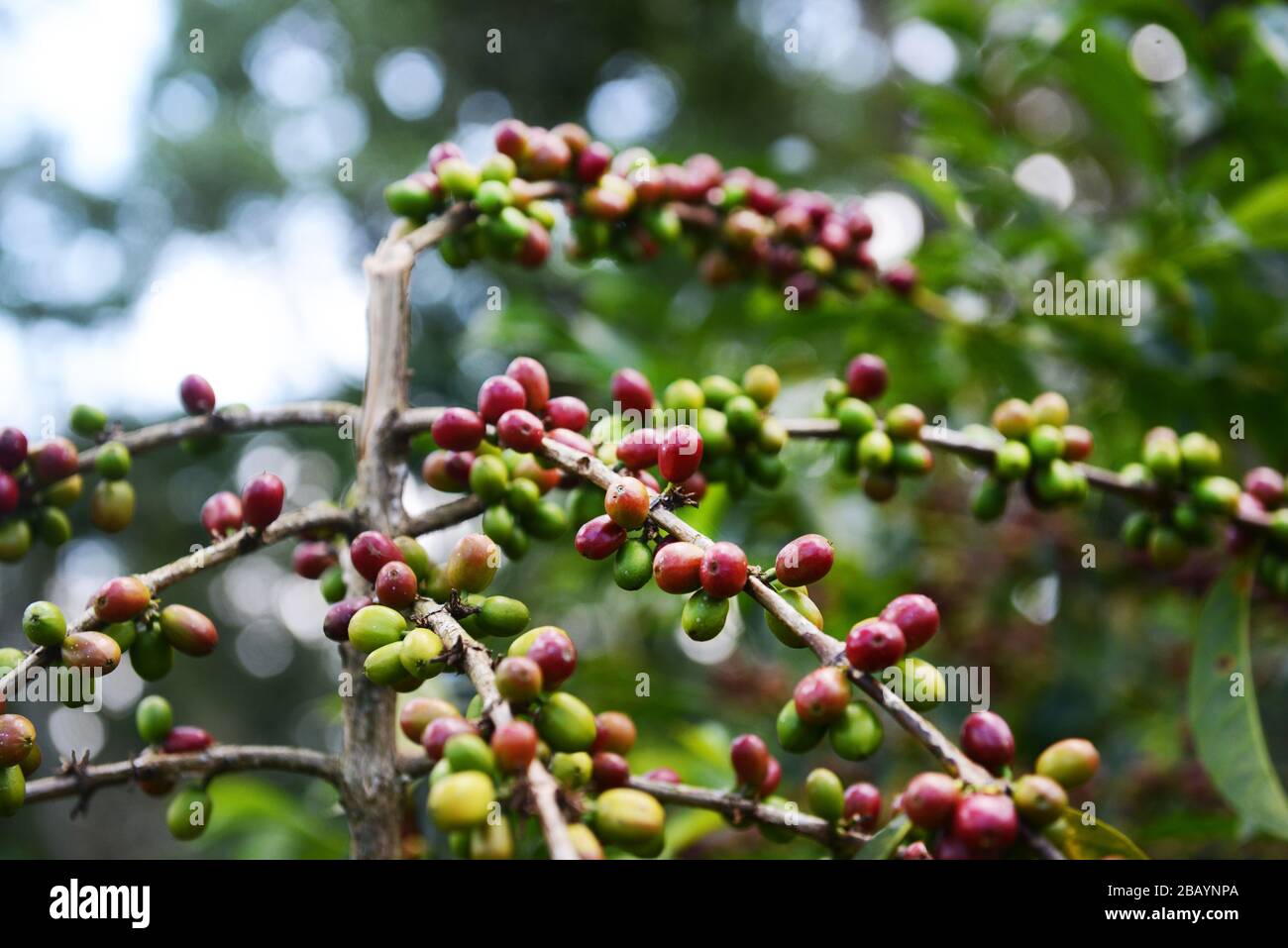 Ethiopian coffee tree hi-res stock photography and images - Alamy