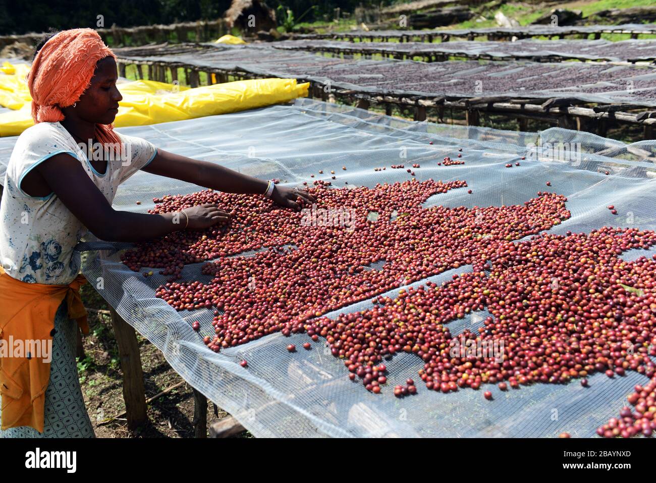Coffee beans are sorted and sun dried on drying beds in Tega&Tula ...