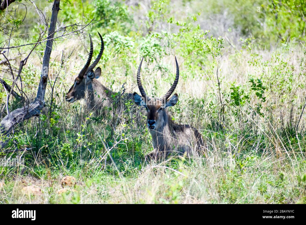 two waterbucks hiding in the shadow Stock Photo - Alamy