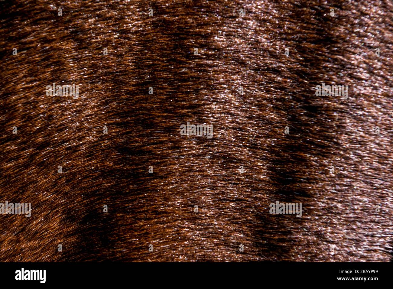 Horse hair texture Stock Photo - Alamy