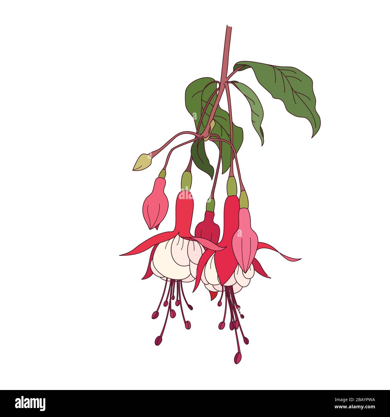 Fuchsia garden Stock Vector Images - Alamy