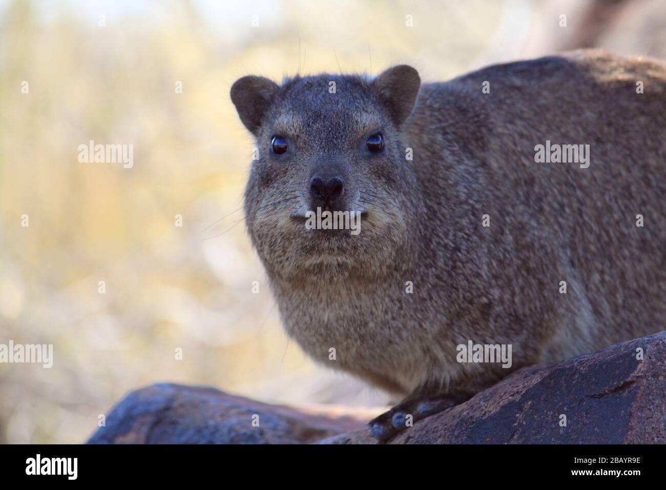 Natur wildniss hi-res stock photography and images - Alamy