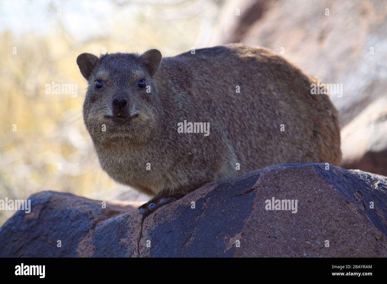 Serengeti hyrax hi-res stock photography and images - Alamy