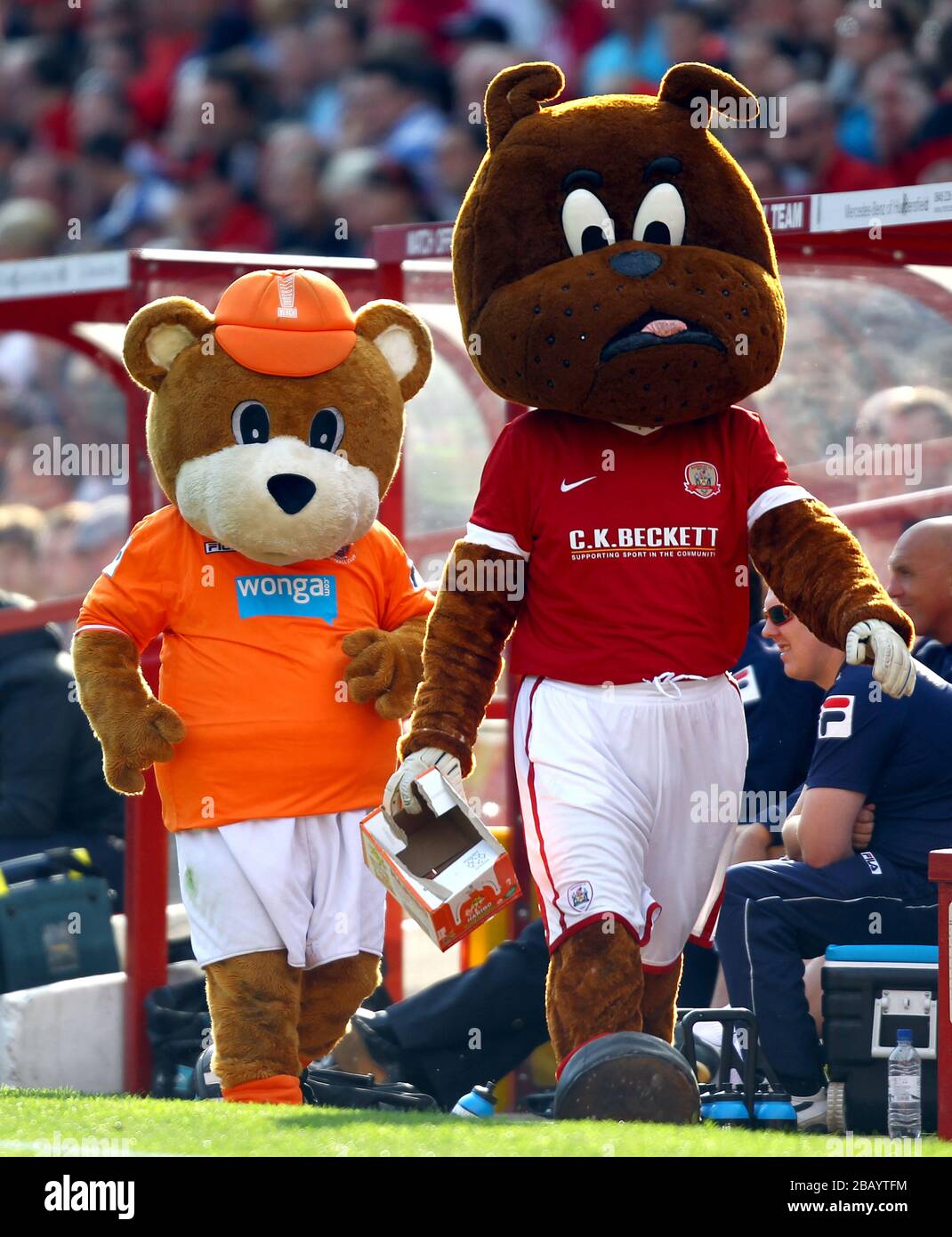 Blackpool mascot Bloomfield Bear (left) stalks Barnsley mascot Toby ...