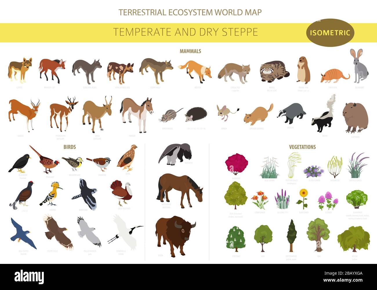 Temperate and dry steppe biome, natural region isometric infographic. Prarie, steppe, grassland ...