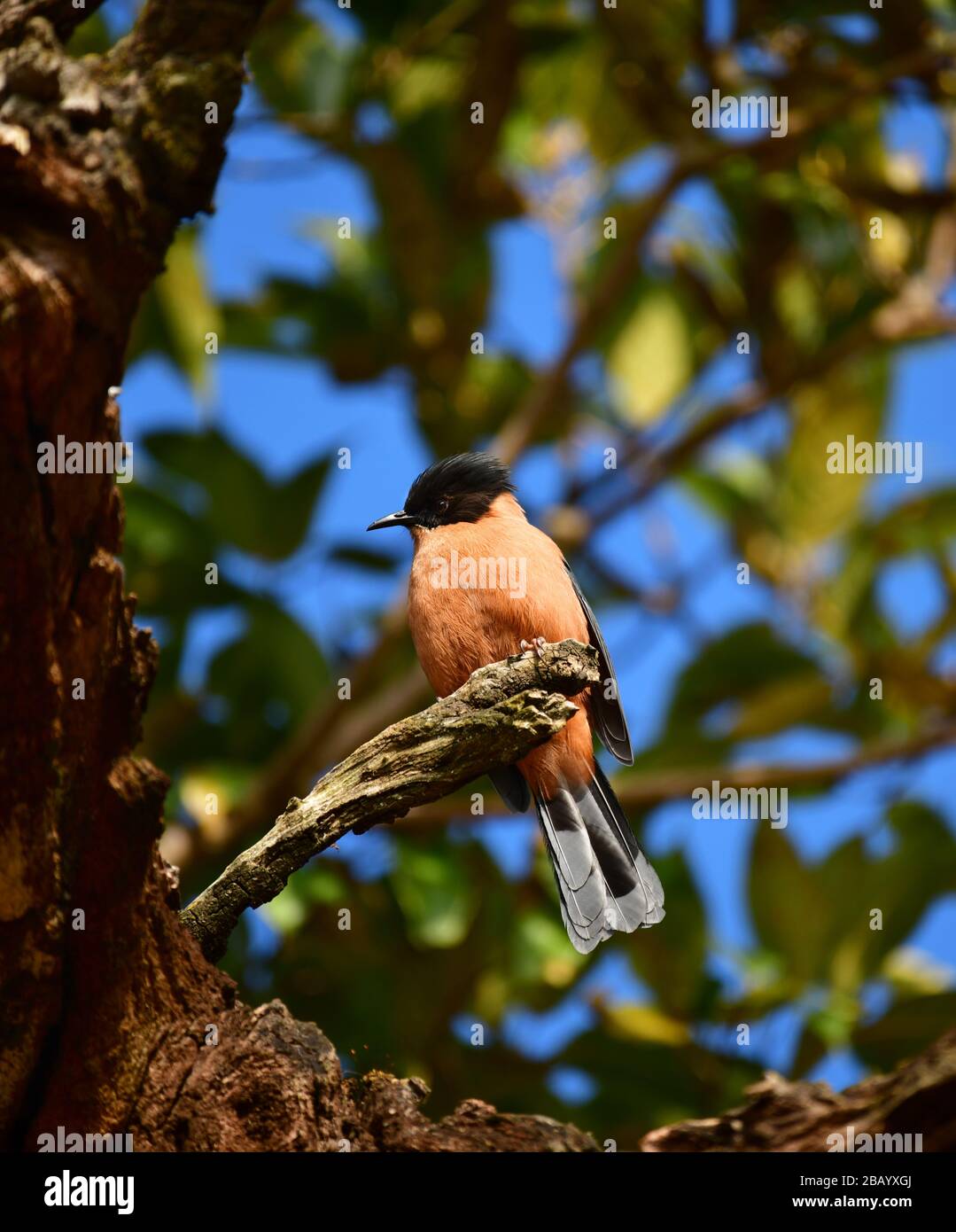 Birds of india hi-res stock photography and images - Alamy