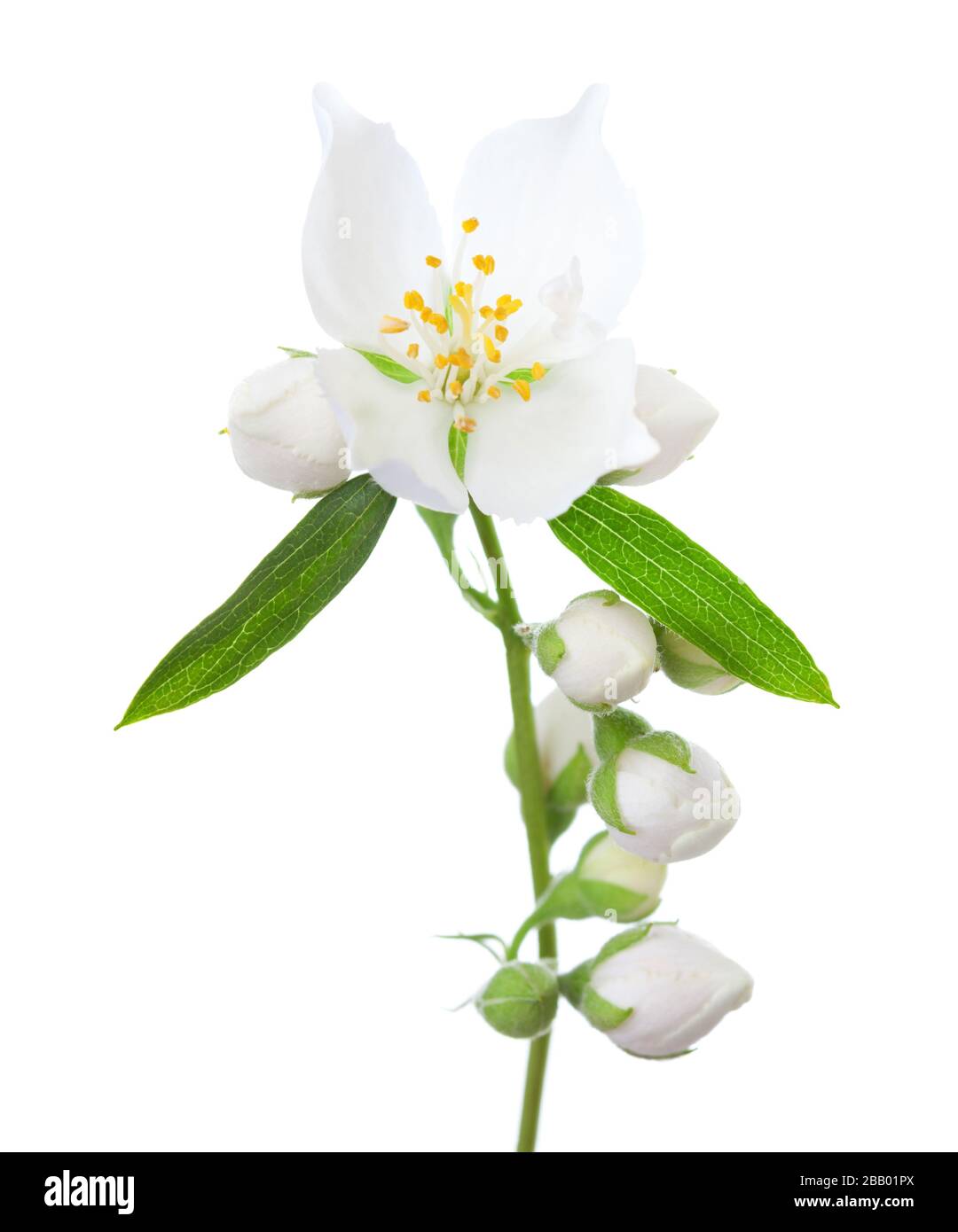 Sprig with Jasmine flower (Philadelphus), green leaves and buds ...