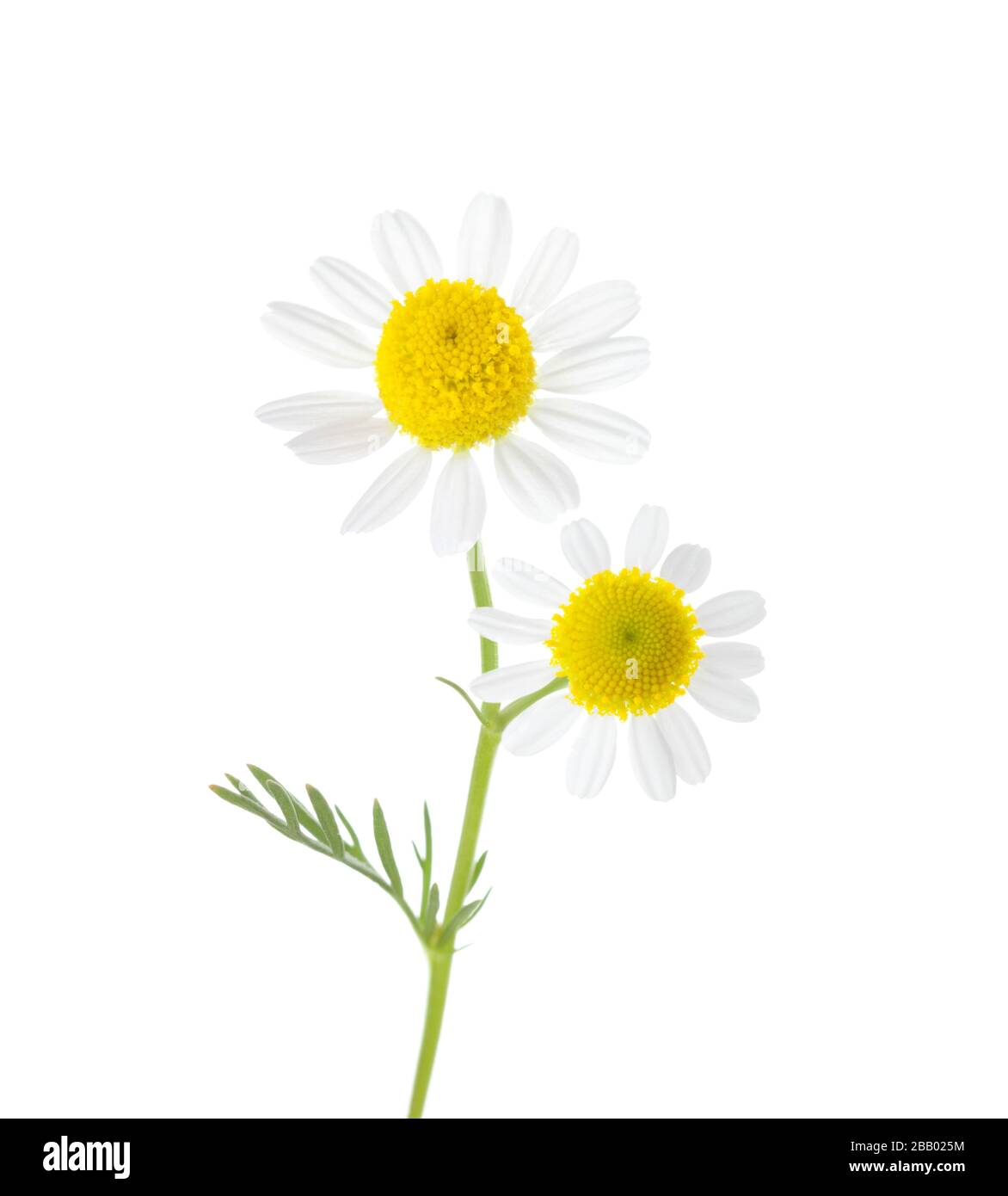 Sprig with two small flowers of Chamomile and isolated on white ...