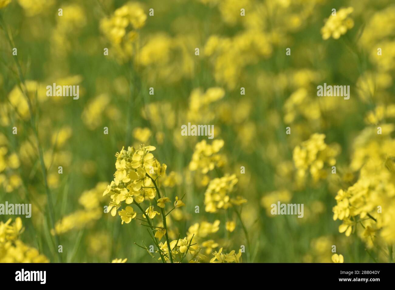Mustard flower field in India in full blooming Stock Photo - Alamy