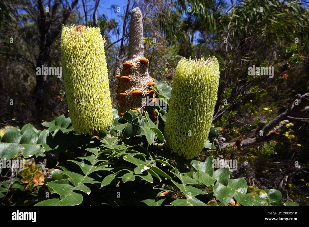 Bull Banksia, Banksia grandis, with yellow flowers and cones, native to ...