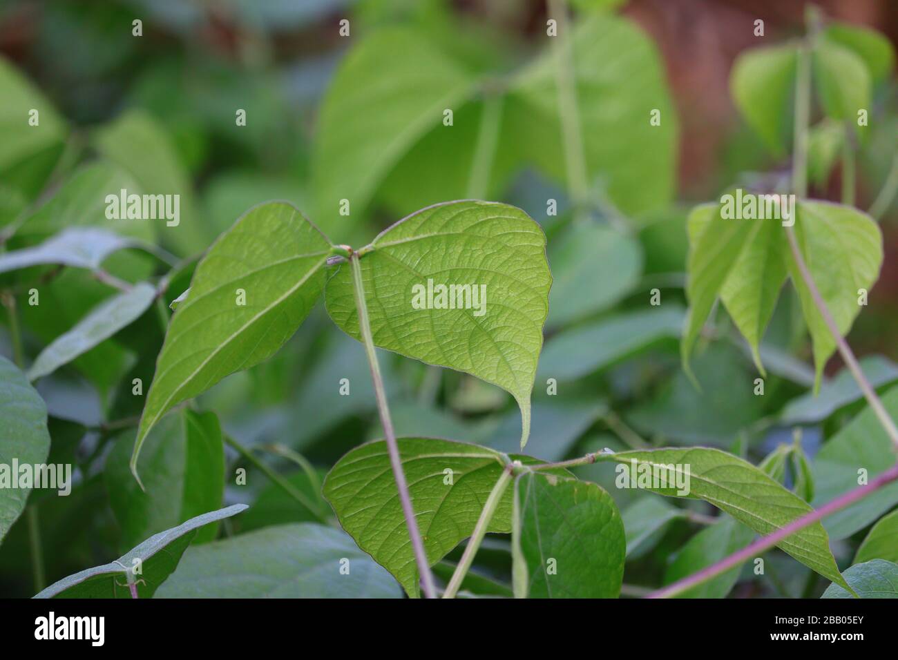 texture of green leaves back side of beans plant in agriculture field ...
