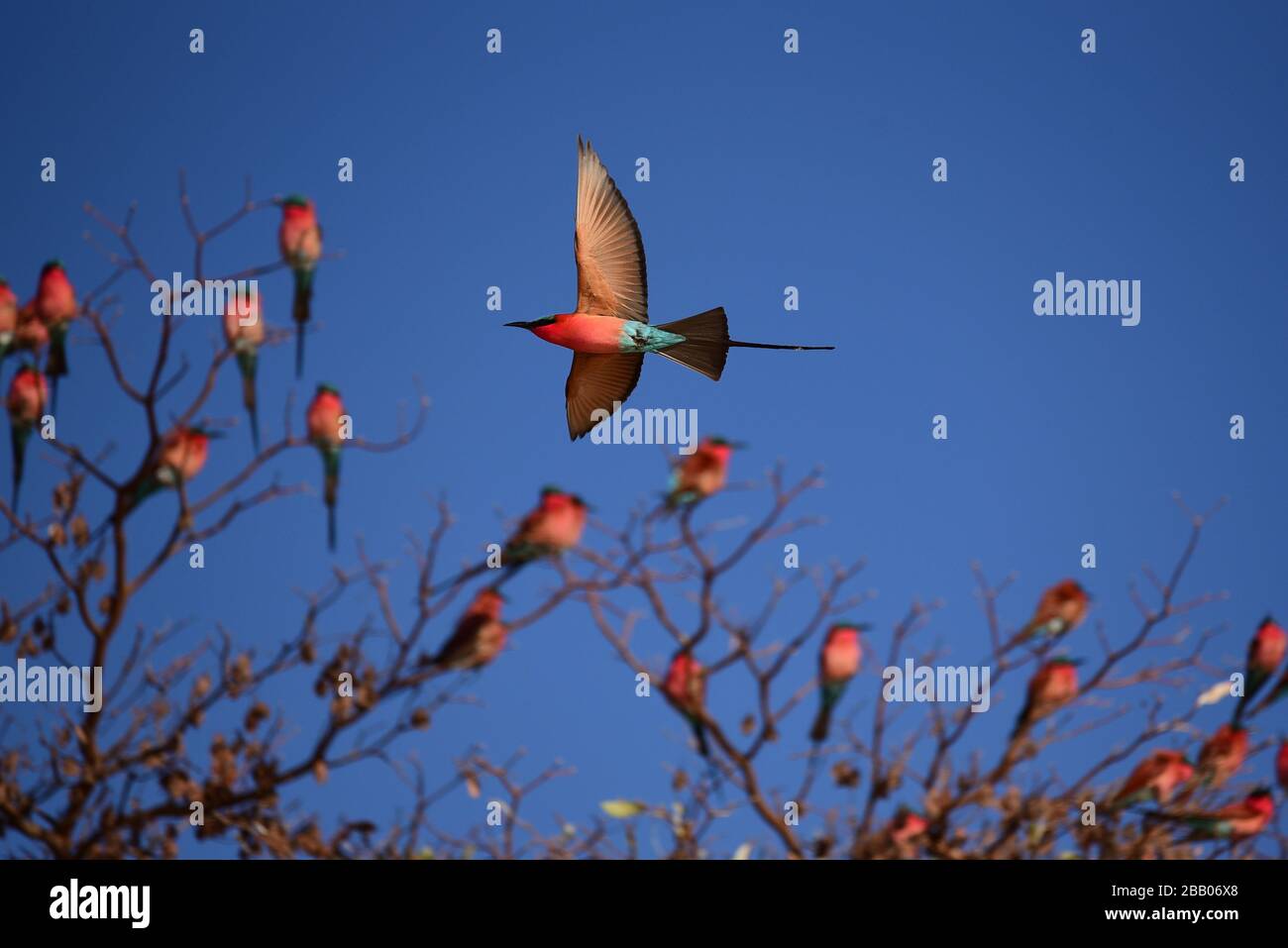 Carmine bee eater nubicus zambezi hi-res stock photography and images ...