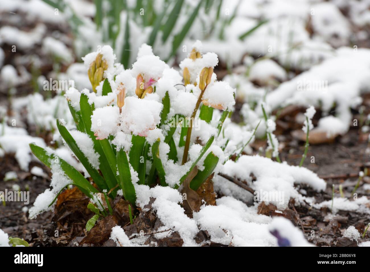 Sudden snowfall hi-res stock photography and images - Alamy