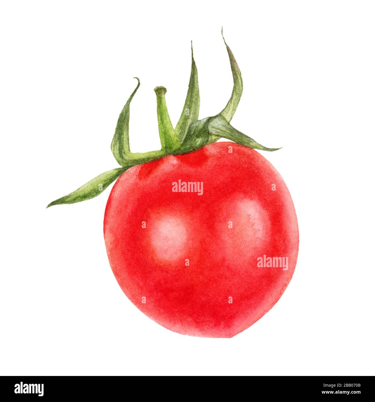 Cherry tomato watercolor isolated on white background Stock Photo - Alamy