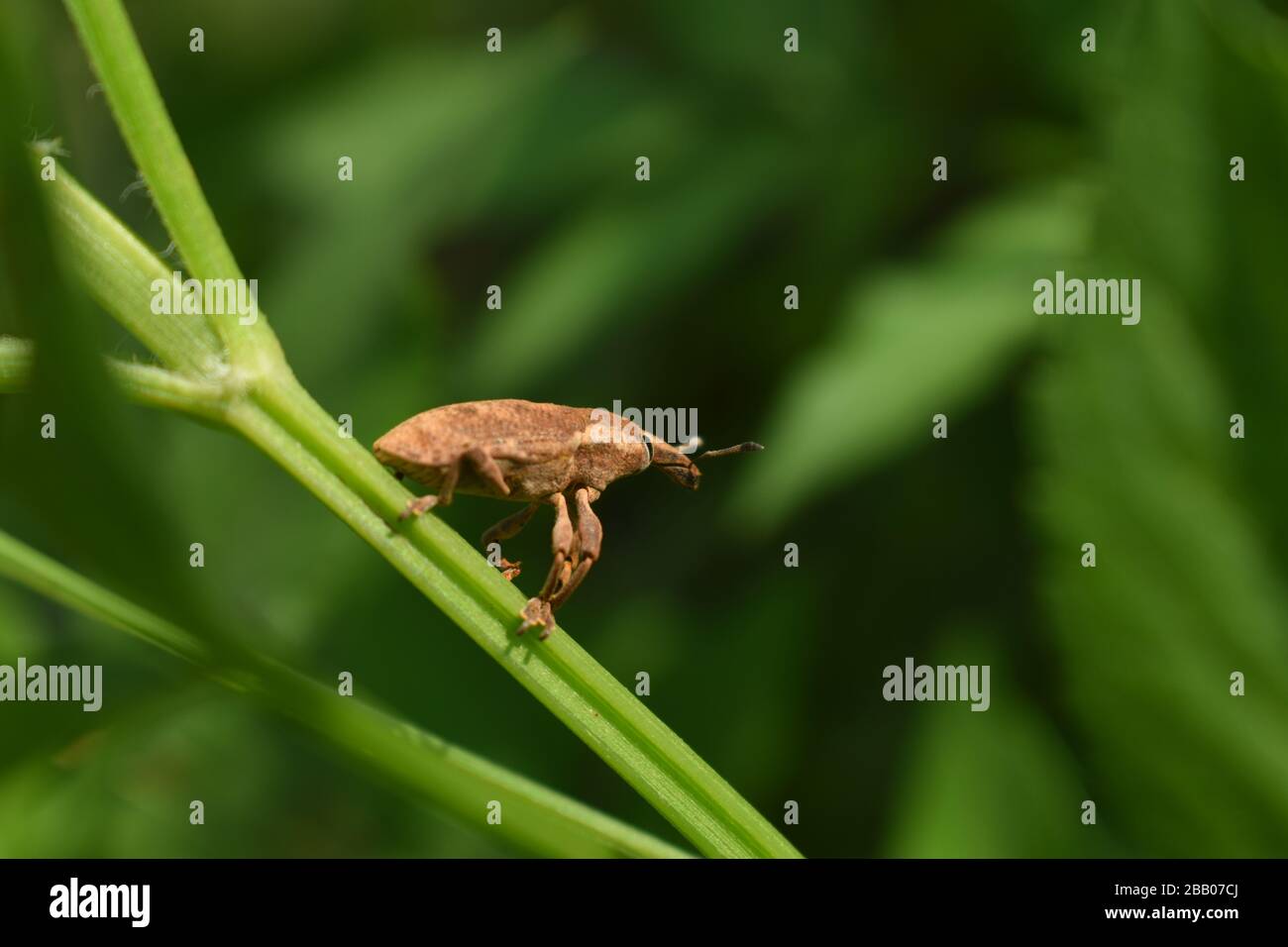 Weevil beetle with angled antenna hi-res stock photography and images ...