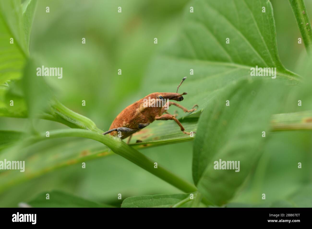 Weevil beetle with angled antenna hi-res stock photography and images ...